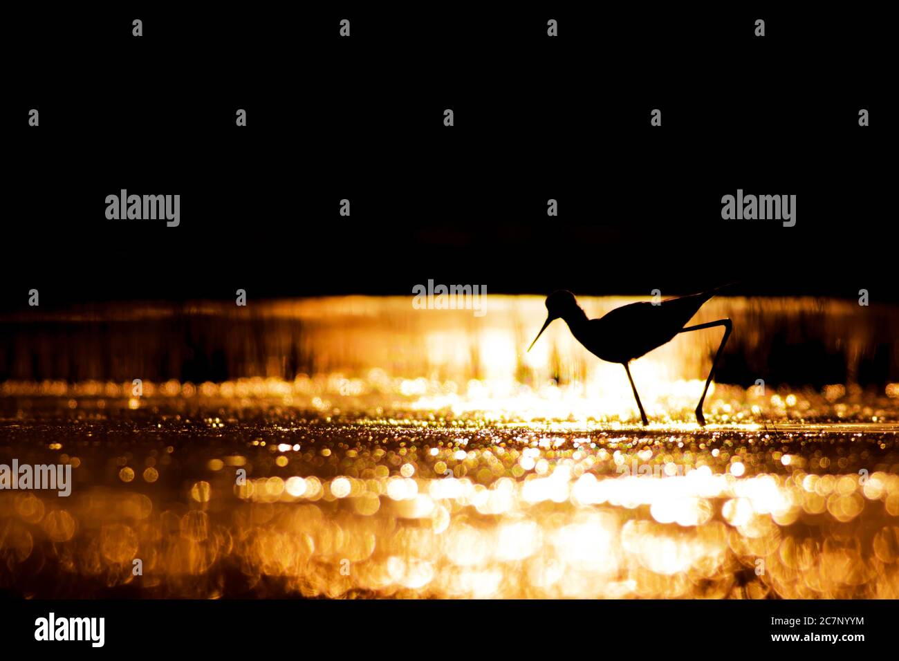 Sunset and bird. Bird silhouette. Sunset nature background Stock Photo - Alamy