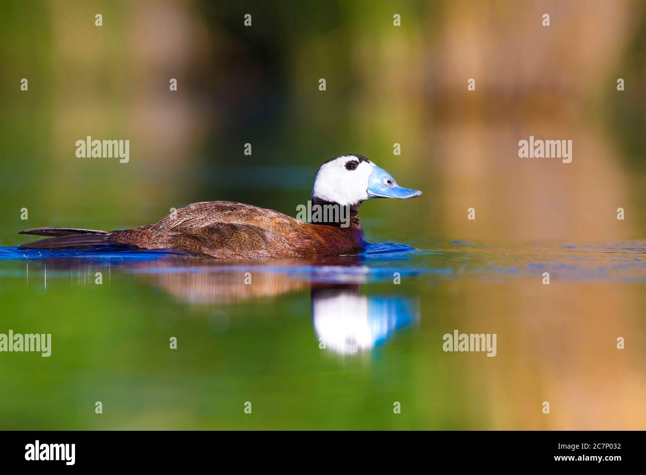Water nature and birds. Colorful nature background Stock Photo - Alamy