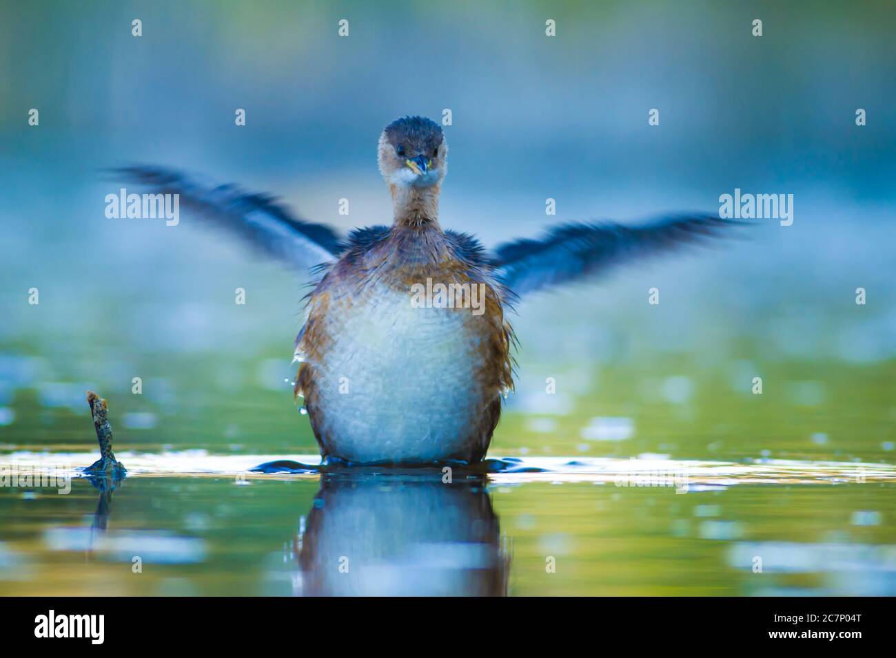 Water nature and birds. Colorful nature background Stock Photo - Alamy