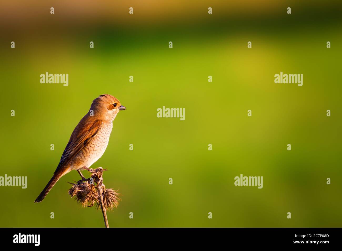 Cute little bird. Nature background Stock Photo - Alamy