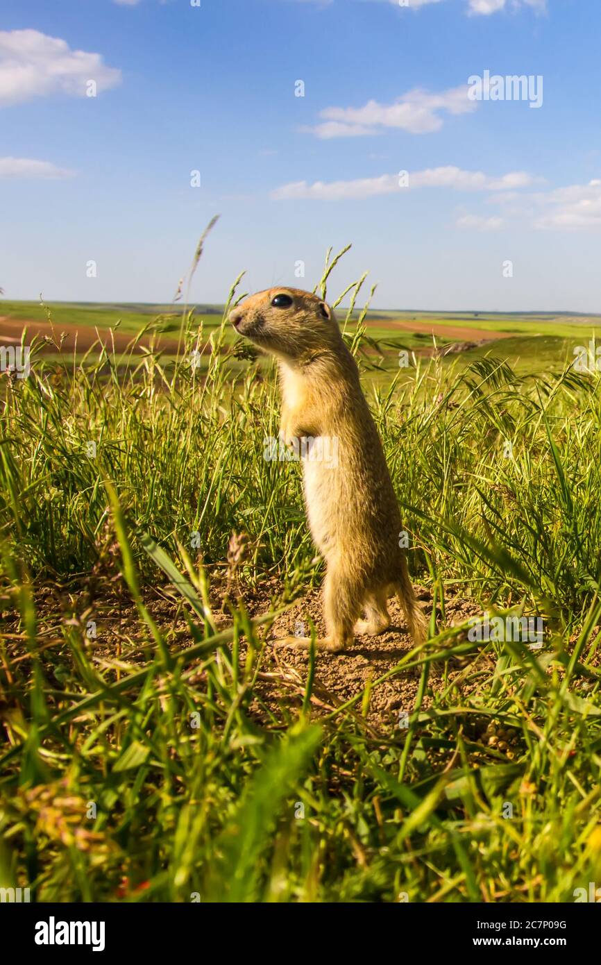 Cute animal. Ground Squirrel. Anatolian Souslik Ground Squirrel ...