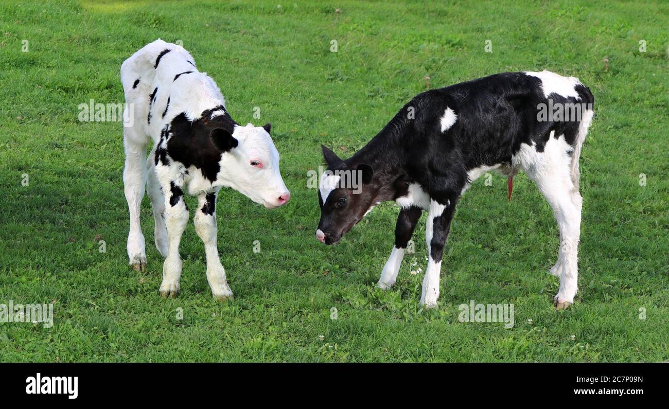 Two black calves hi-res stock photography and images - Alamy