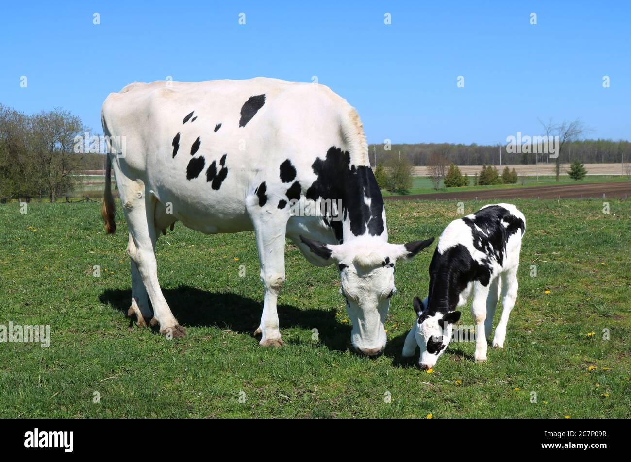 White cow with black spots grazing in green field with her calf Stock ...