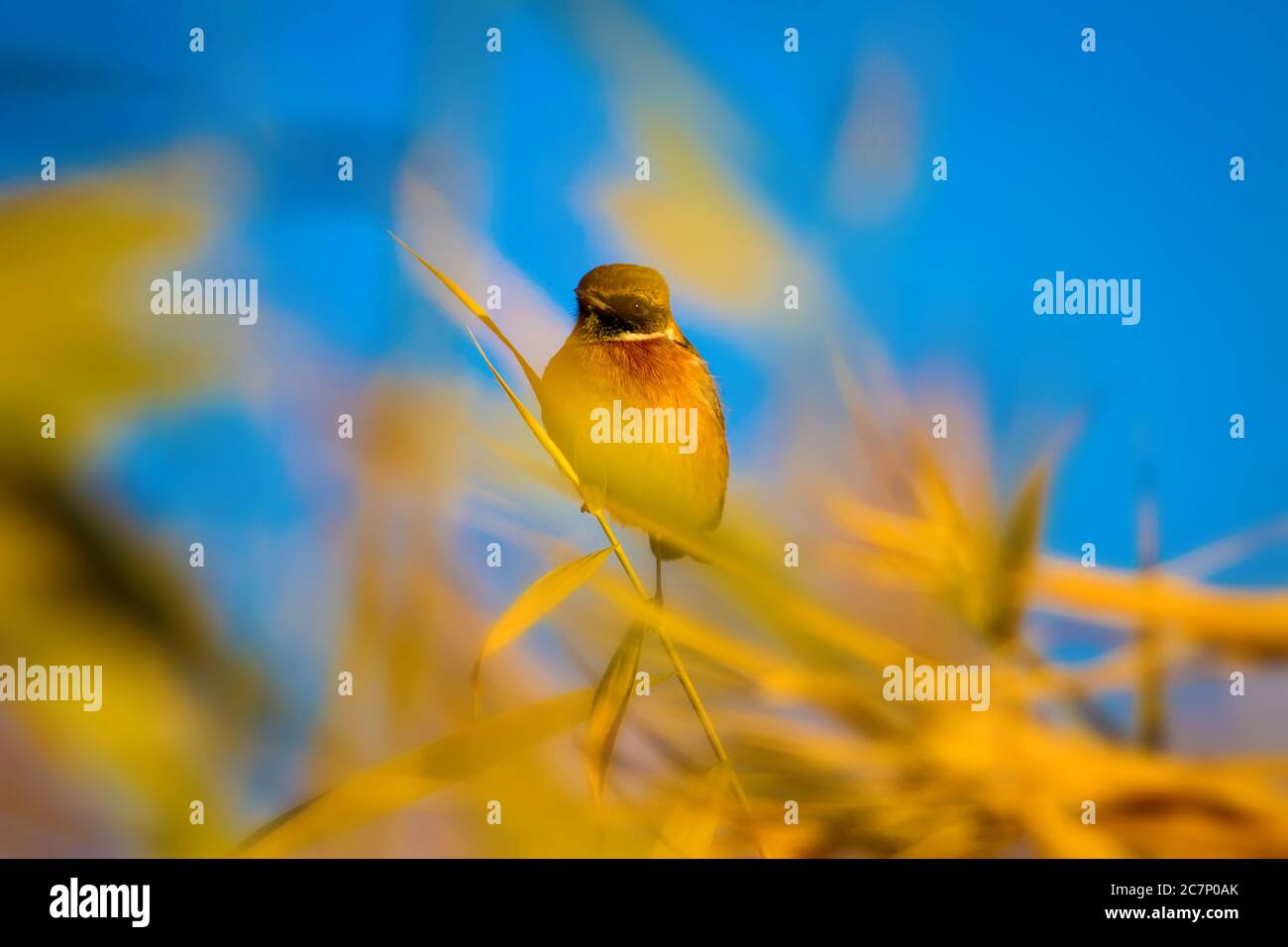 Cute little bird Stonechat. Green Nature background. Bird: European ...