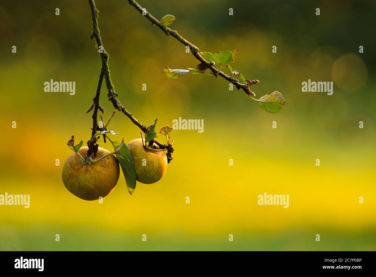 Plants fruits apples hi-res stock photography and images - Alamy