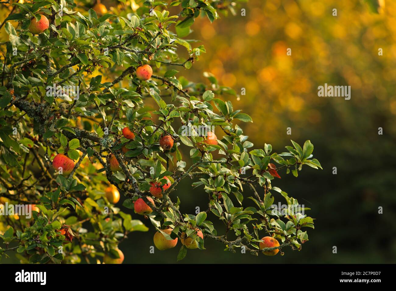 Apples on a apple tree in the morning light Stock Photo - Alamy