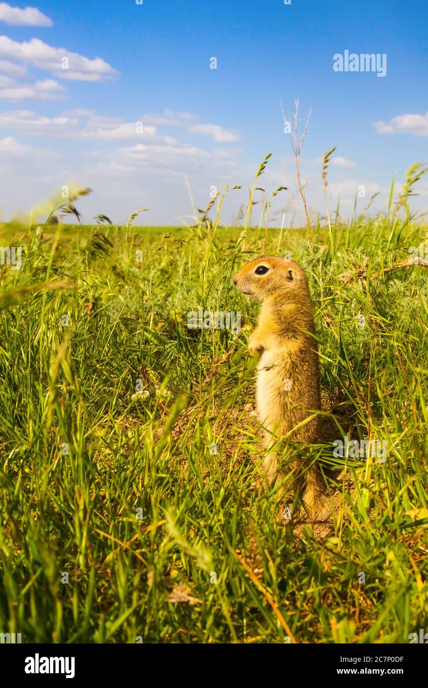Cute animal. Ground Squirrel. Anatolian Souslik Ground Squirrel ...