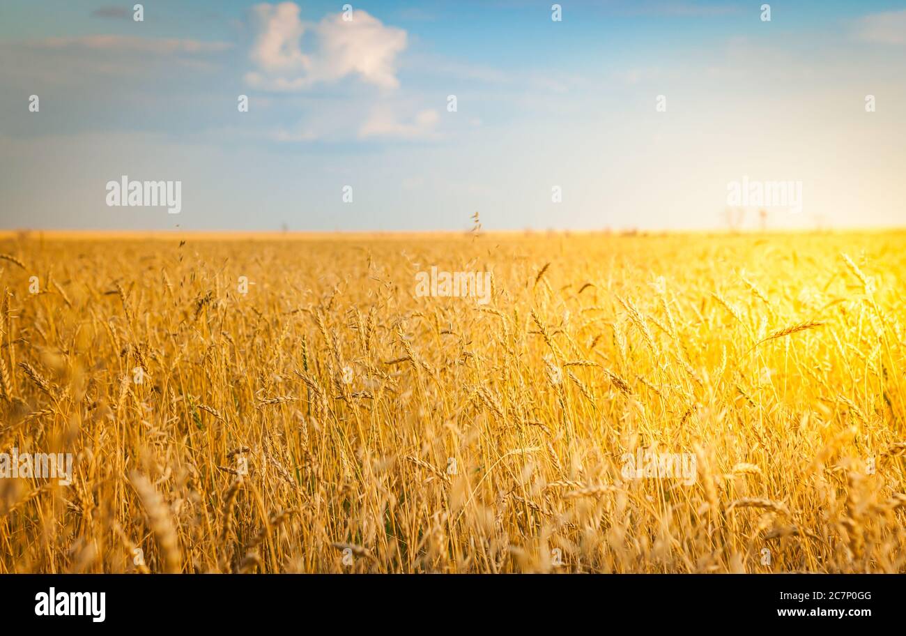 Wheat field background. Autumn time. Selective focus Toned Stock Photo ...