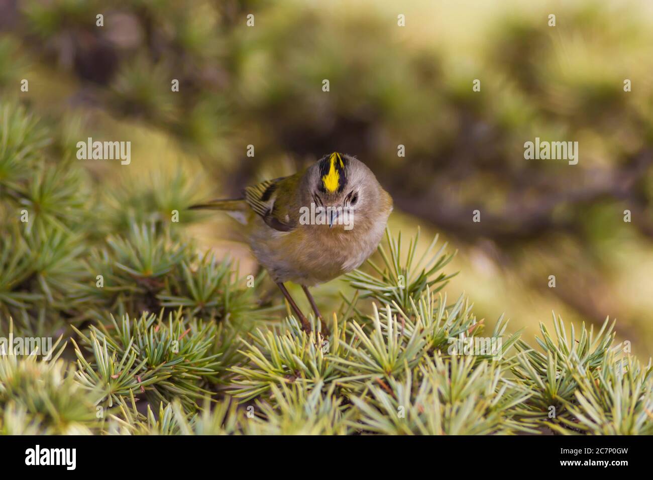 Cute little bird Goldcrest in tree. Natural background. Bird: Goldcrest ...