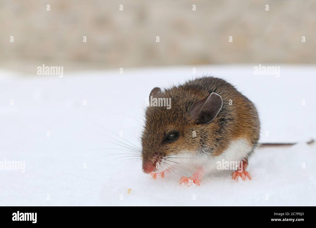 Baby Mouse Deer High Resolution Stock Photography and Images - Alamy