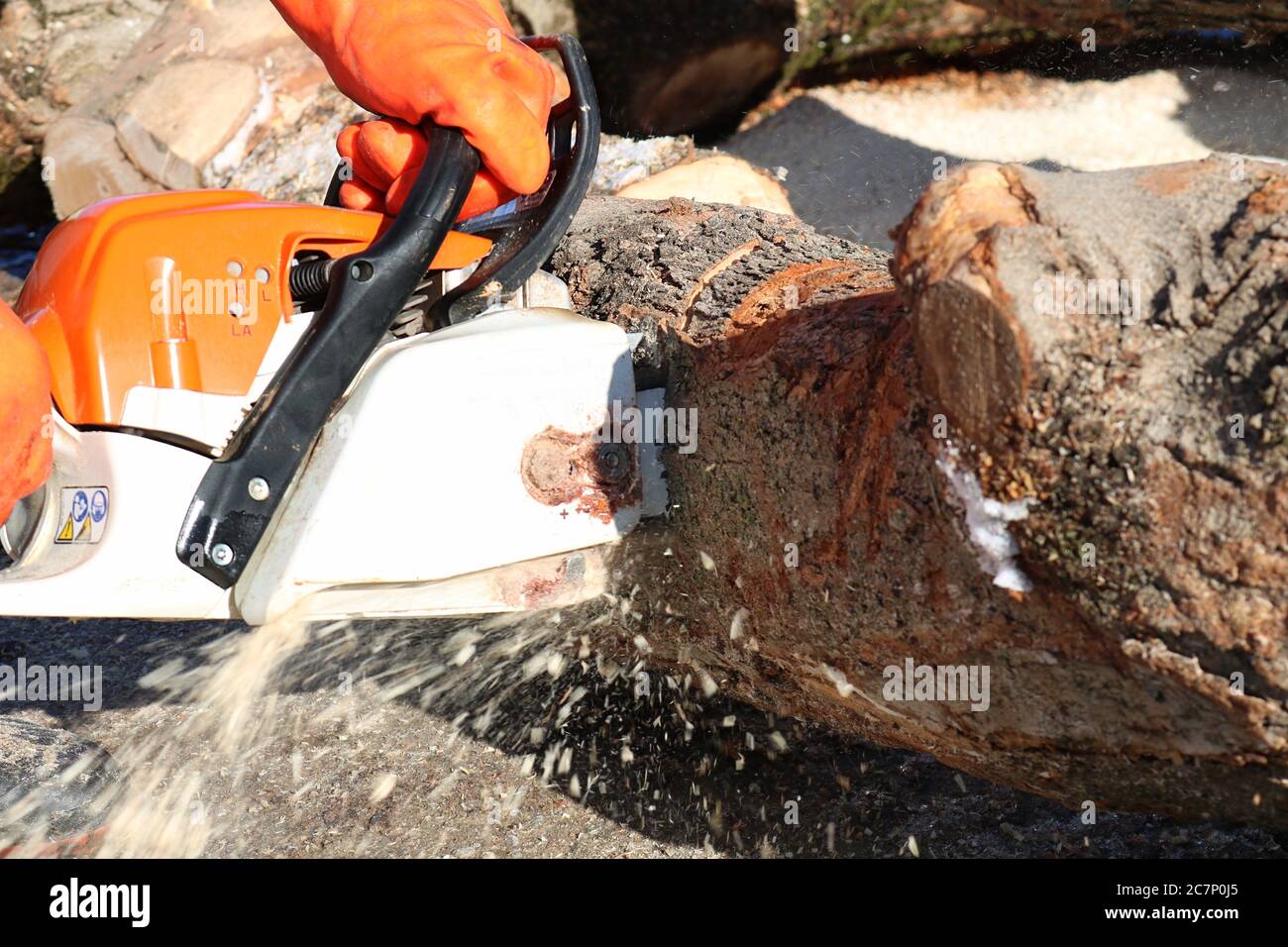 Closeup shot of orange and white chainsaw cutting hard maple log with ...