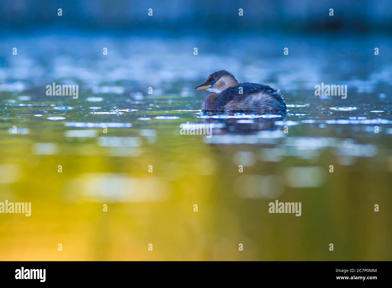 Water nature and birds. Colorful nature background Stock Photo - Alamy