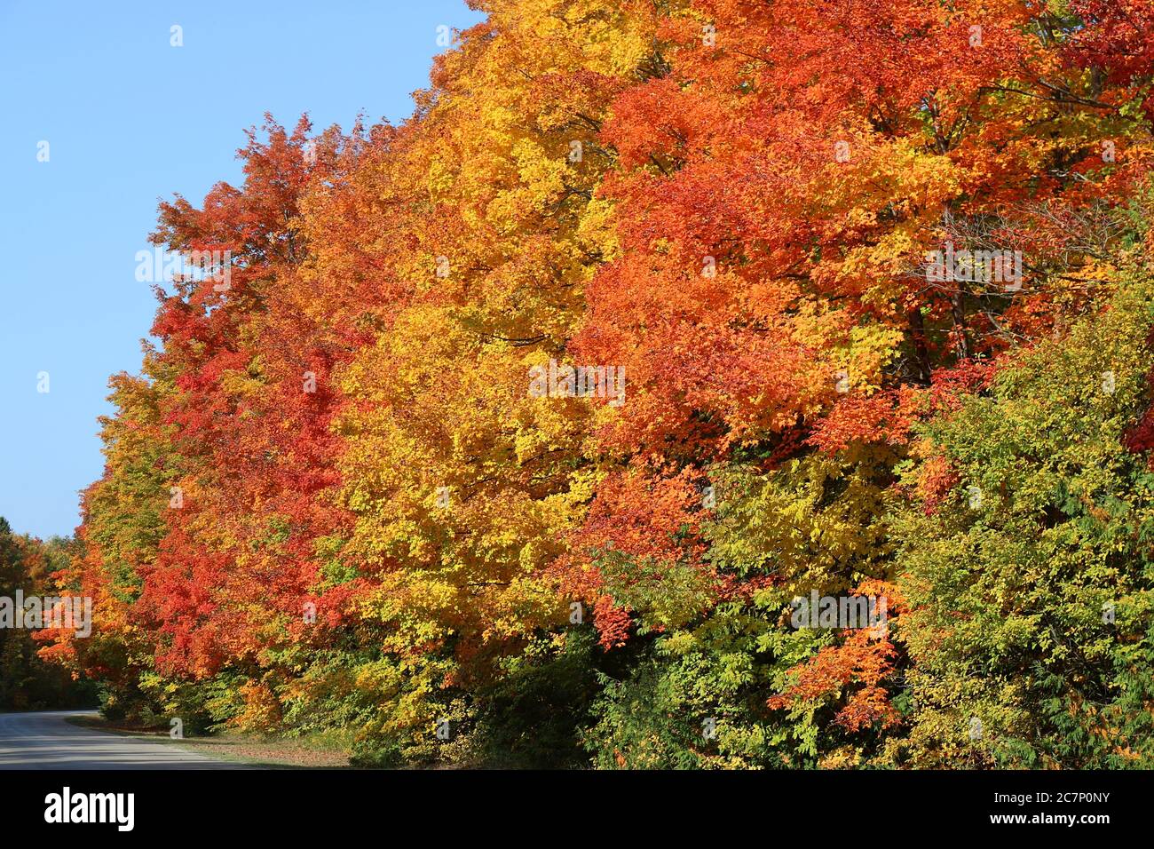 Park with fall colour maple trees Stock Photo - Alamy