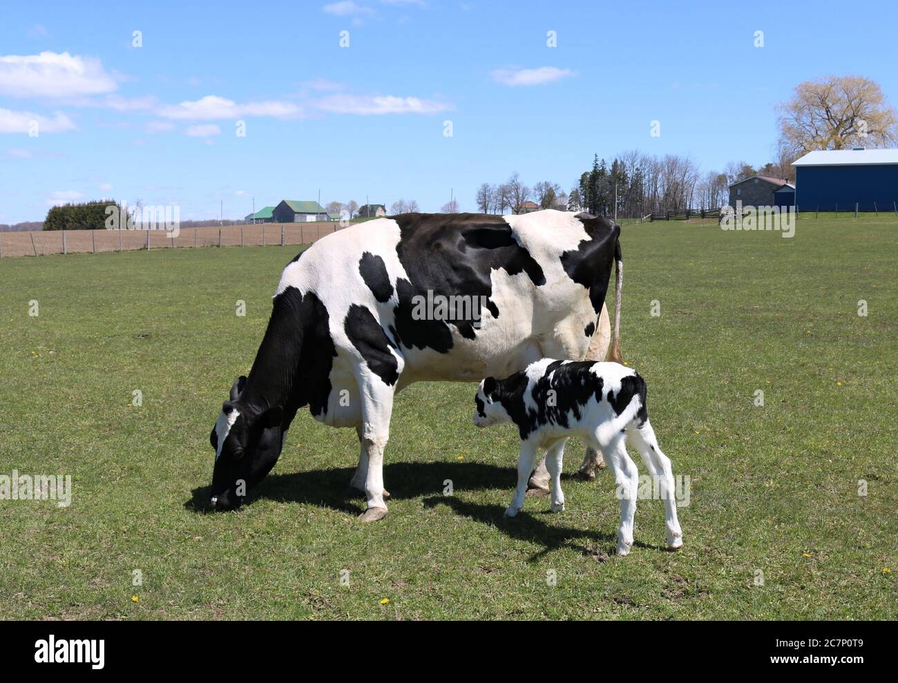Holstein cow and calf grazing in green field Stock Photo - Alamy