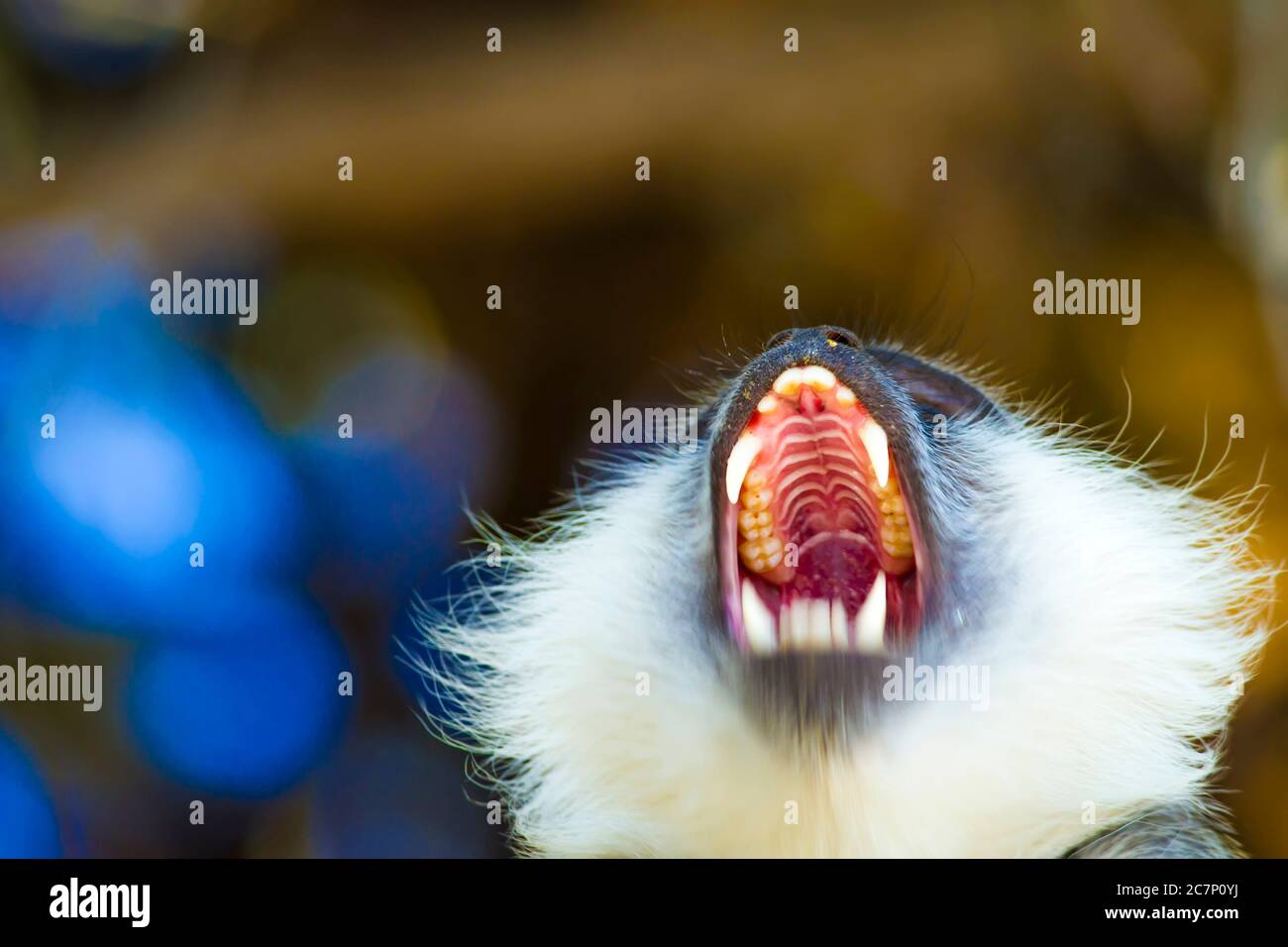 Cute vervet monkey. Blur background. Monkey portrait Stock Photo - Alamy