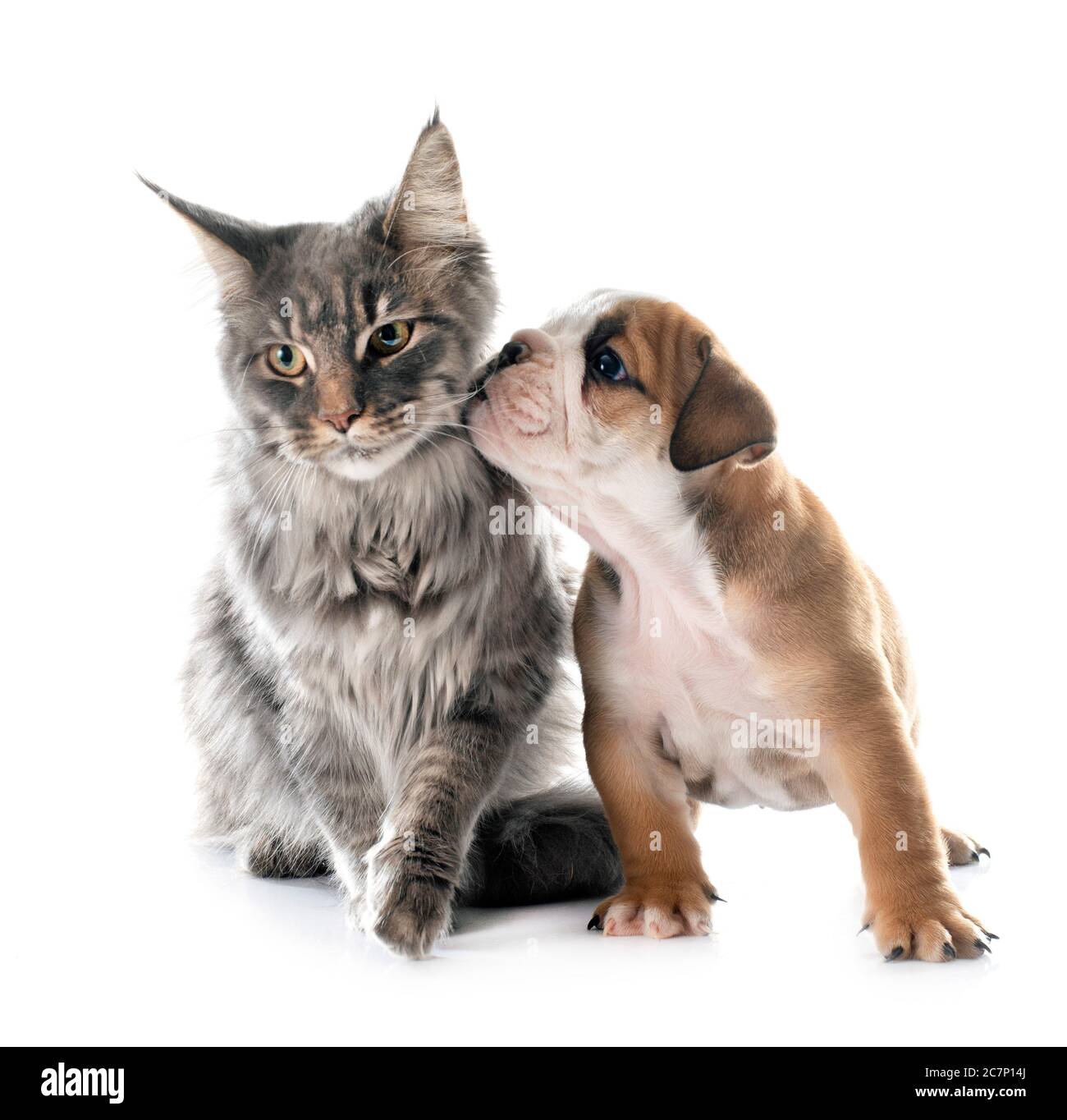 puppy english bulldog and cat in front of white background Stock Photo ...
