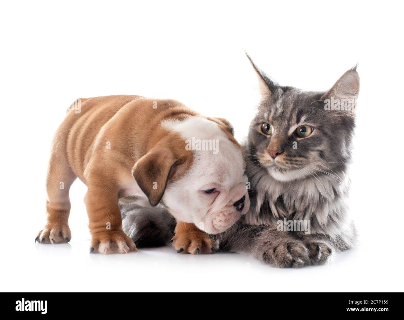 puppy english bulldog and cat in front of white background Stock Photo ...