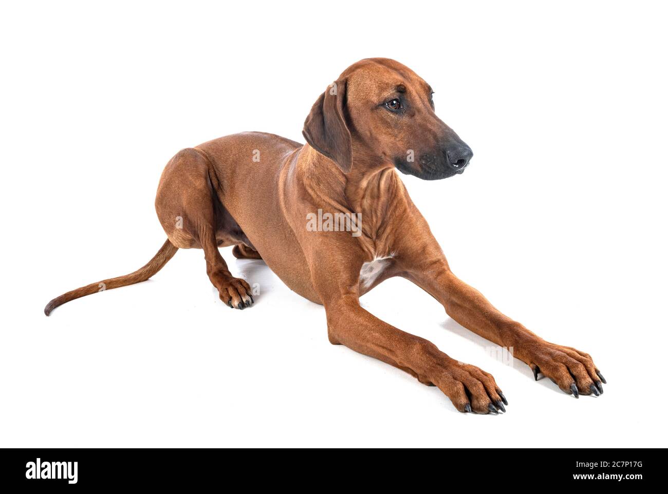 Rhodesian Ridgeback in front of white background Stock Photo - Alamy