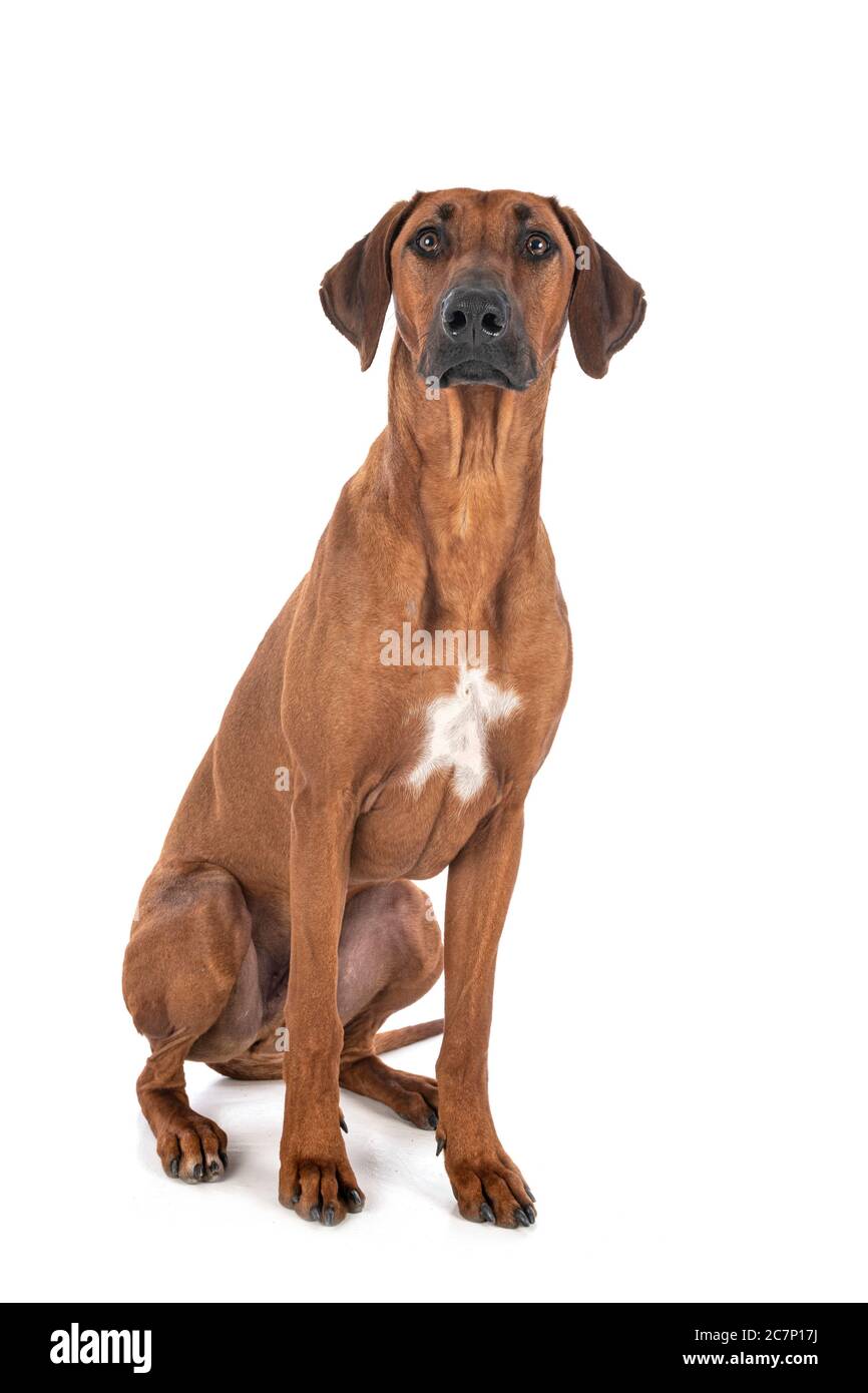 White Rhodesian Ridgeback