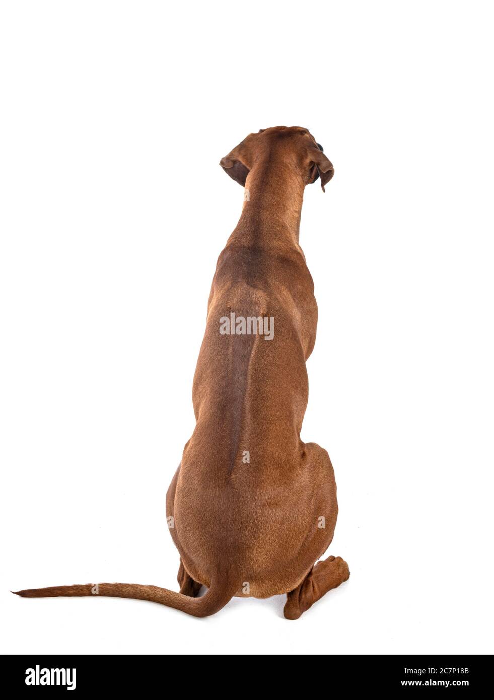 Rhodesian Ridgeback in front of white background Stock Photo - Alamy