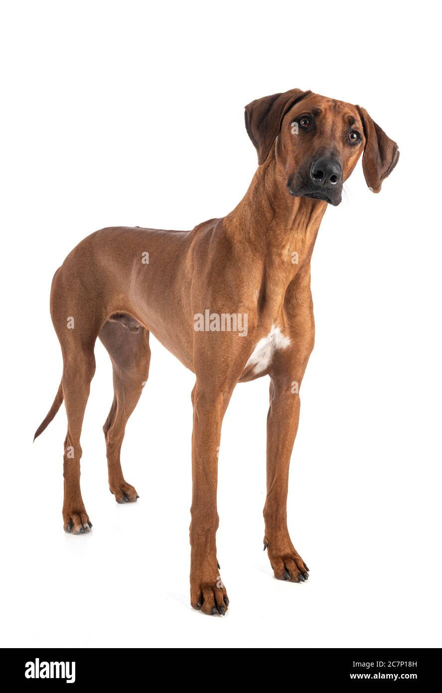 Rhodesian Ridgeback in front of white background Stock Photo - Alamy