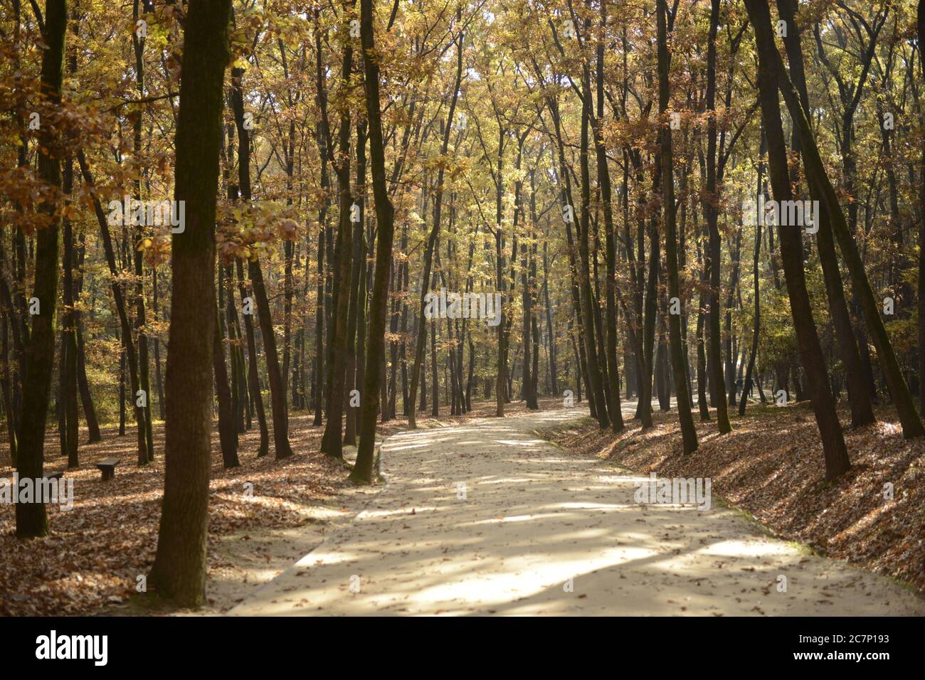 Curvy path leading through a large autumn forest with thin tall tree ...