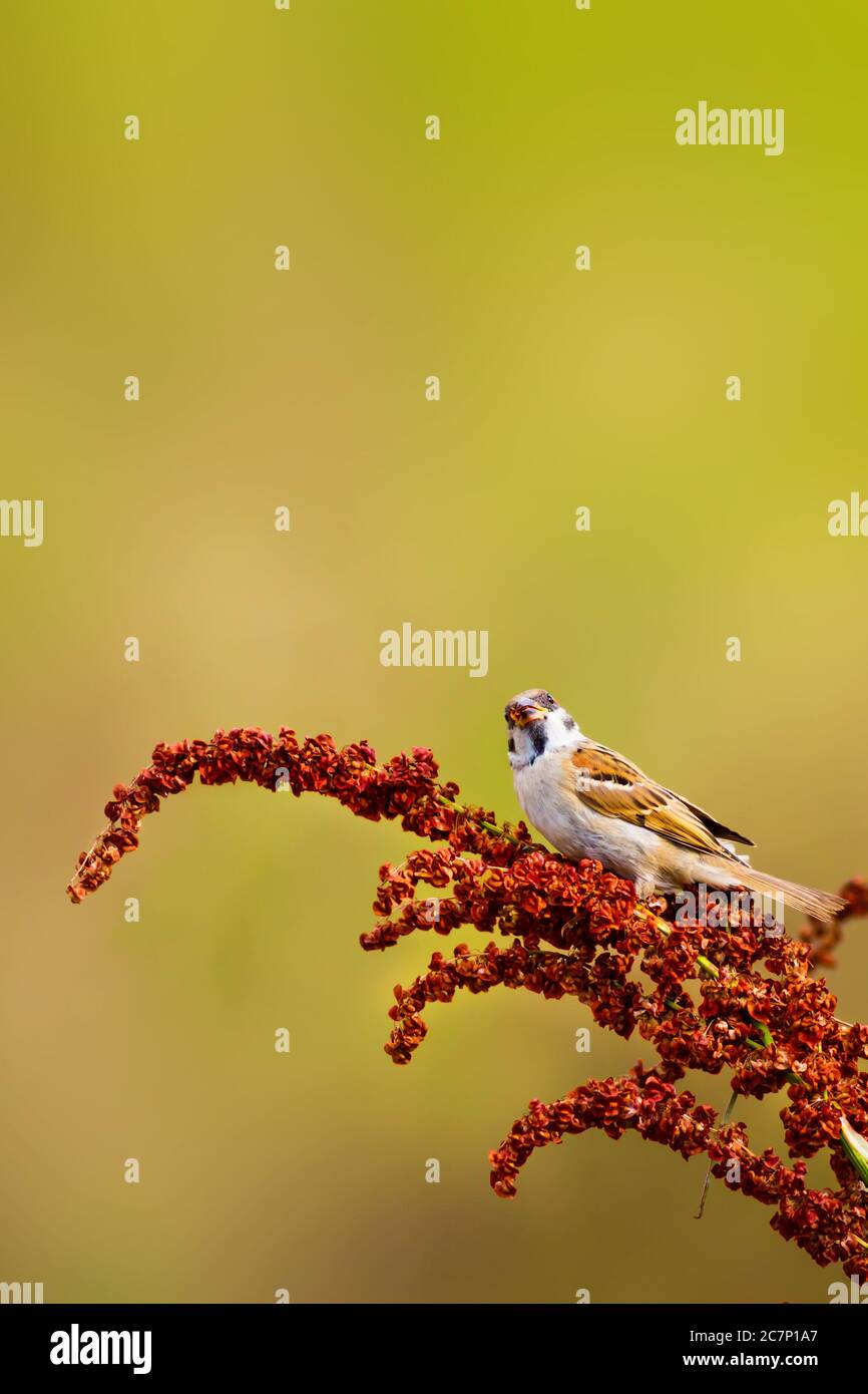 Cute little bird. Nature background Stock Photo - Alamy