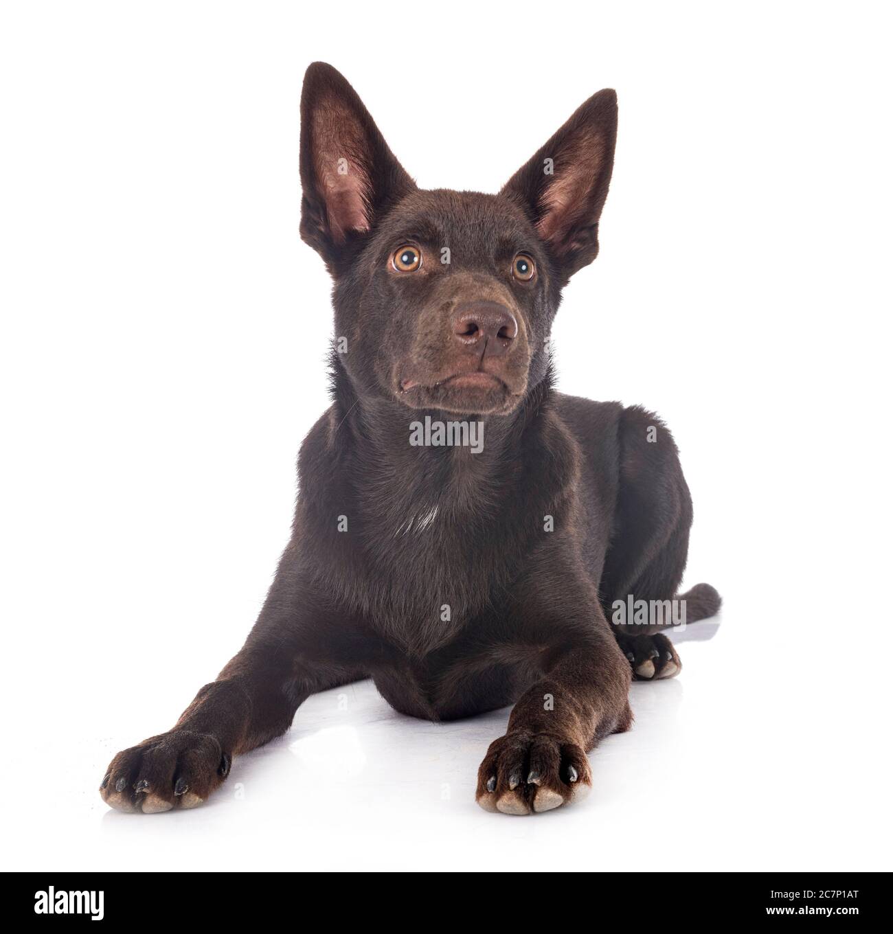 Australian Kelpie in front of white background Stock Photo - Alamy