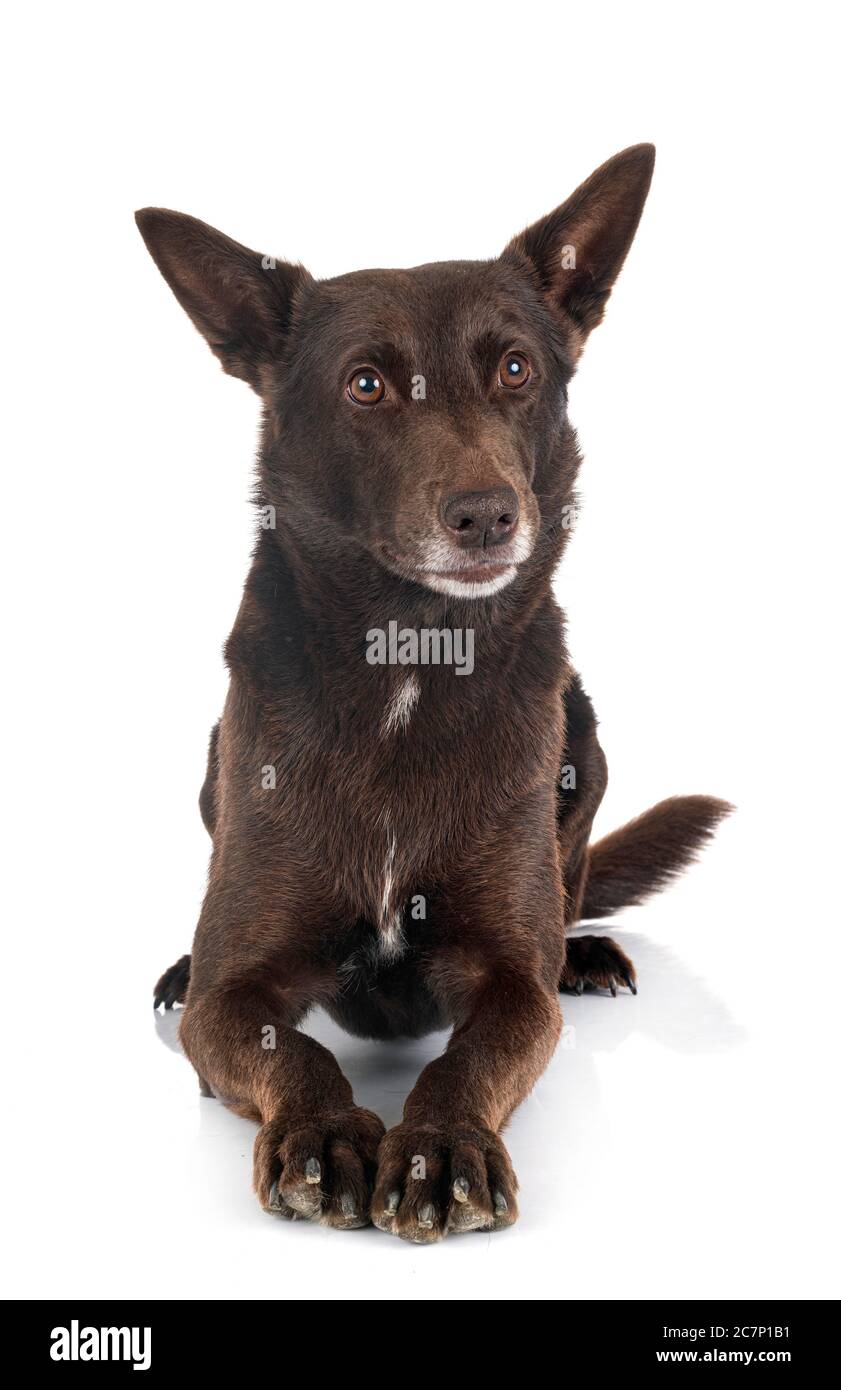 Australian Kelpie in front of white background Stock Photo - Alamy