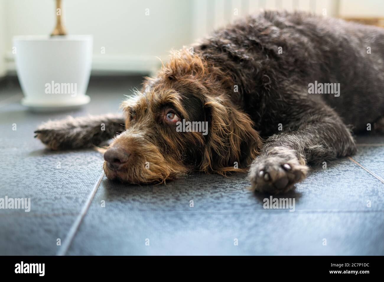 a large dog in adulthood lies on the floor and suffers from heat Stock ...