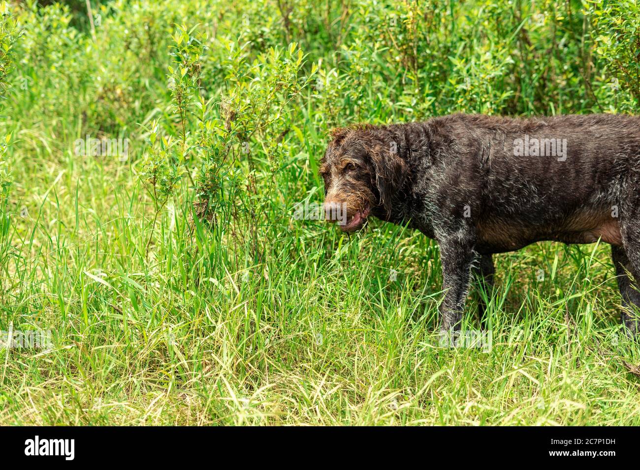 drahthaar eats grass. elderly drahthaar dog. brown dog Stock Photo - Alamy