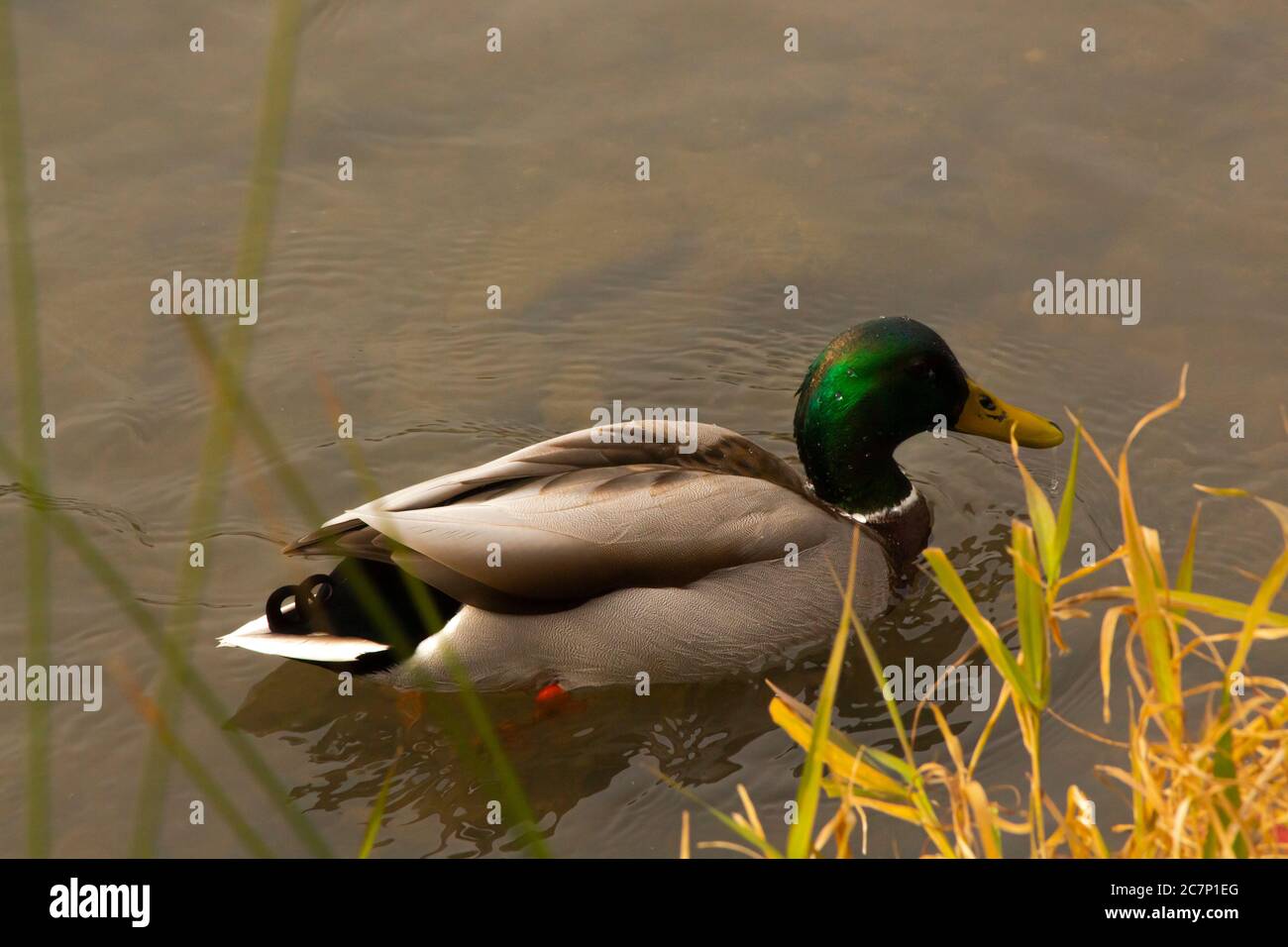 Hydrophobic hi-res stock photography and images - Alamy