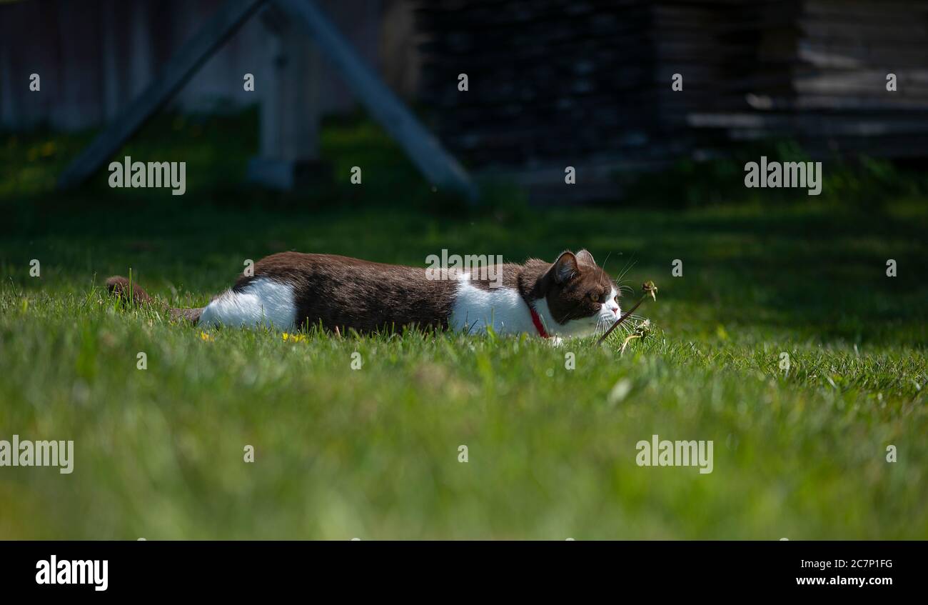Sad cat breed british hi-res stock photography and images - Alamy