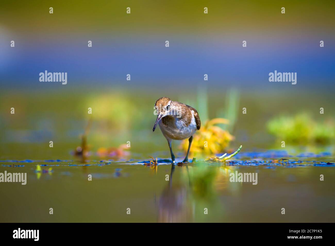 Water nature and birds.. Colorful nature background Stock Photo - Alamy