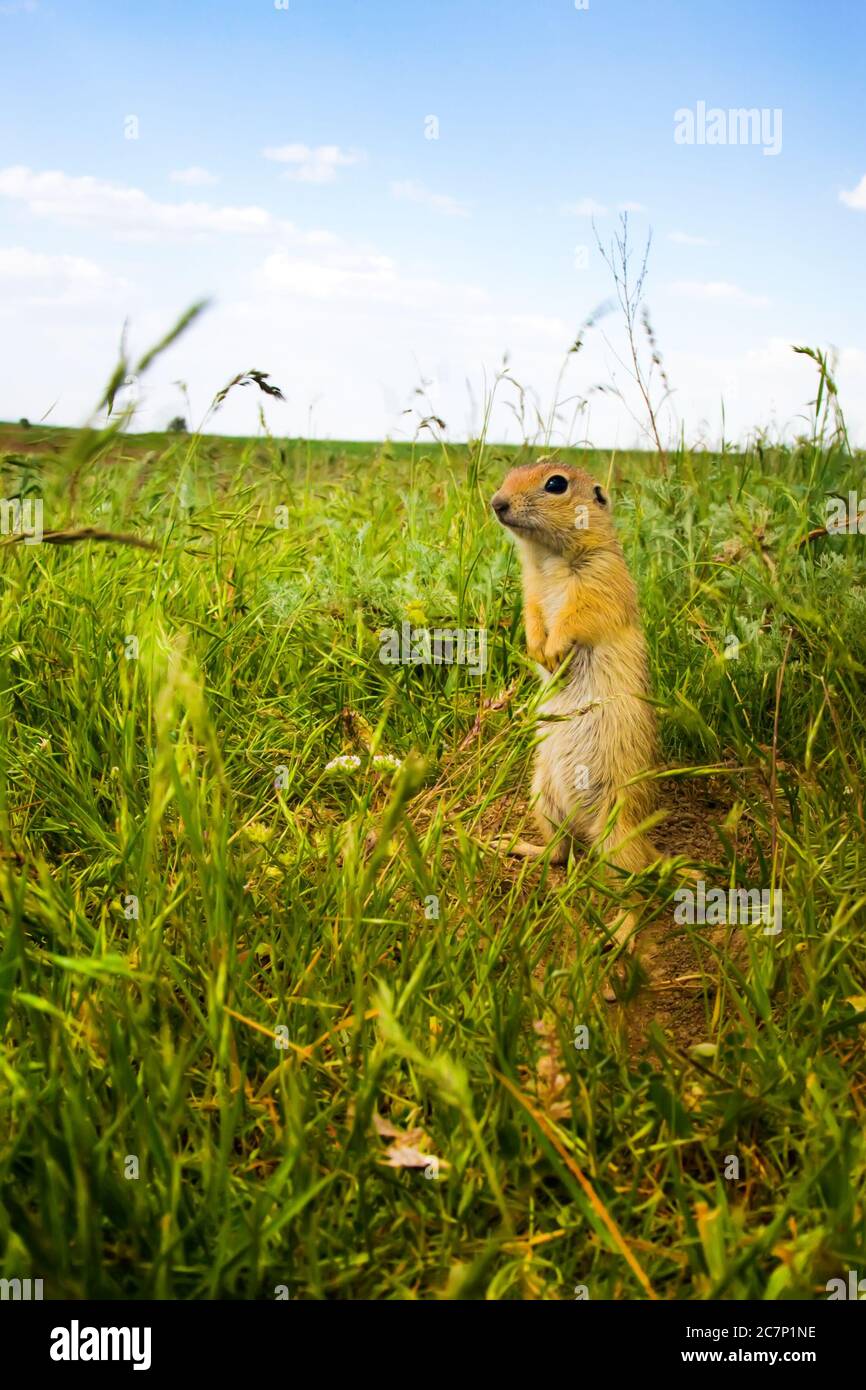 Cute animal. Ground Squirrel. Anatolian Souslik Ground Squirrel ...