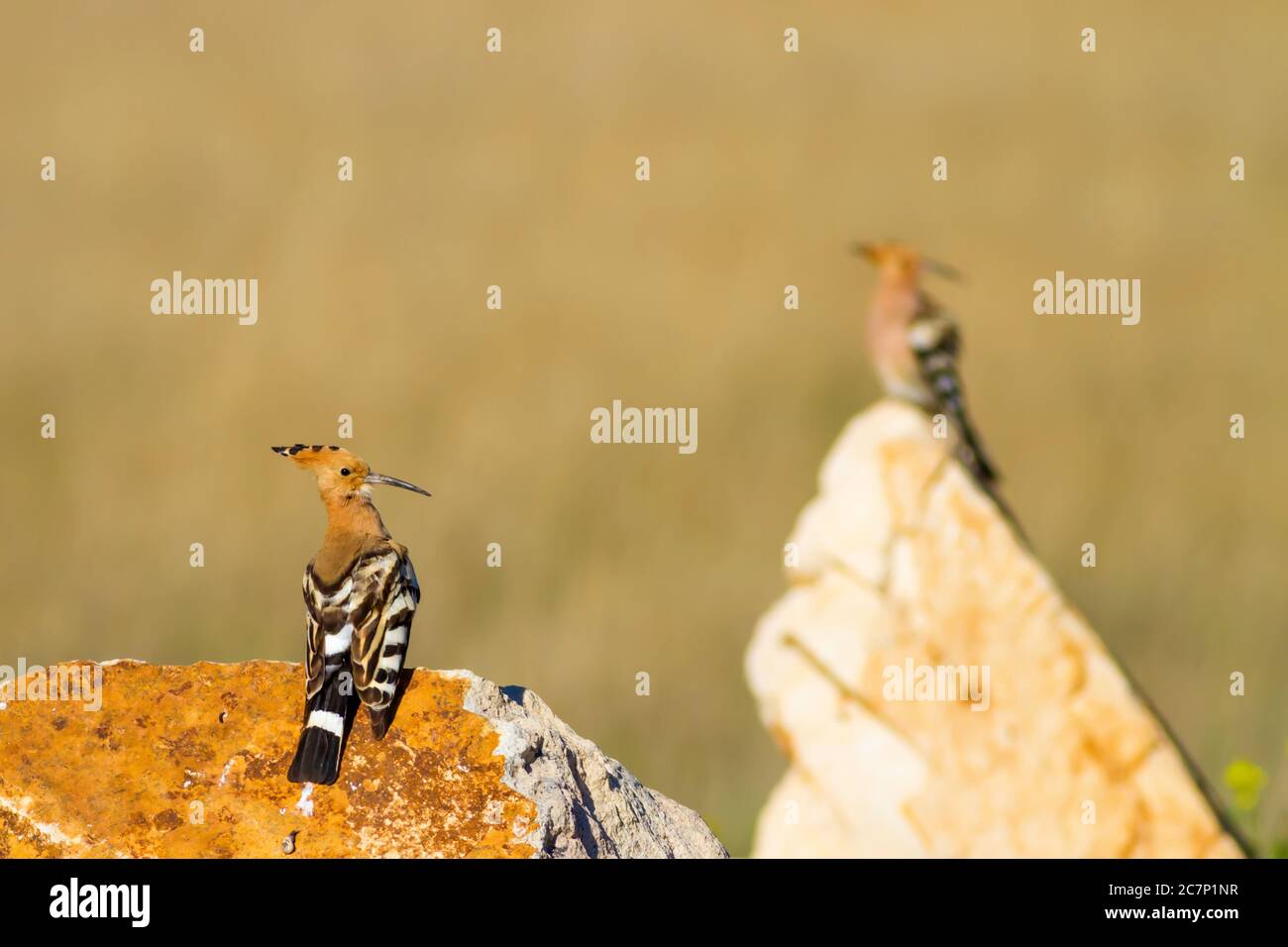 Cute bird hoopoe. Yellow nature background. Eurasian Hoopoe. Upupa ...