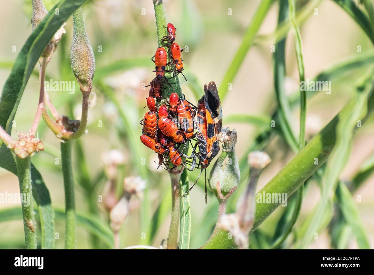 Close up of large milkweed bugs (Oncopeltus fasciatus), adult and ...