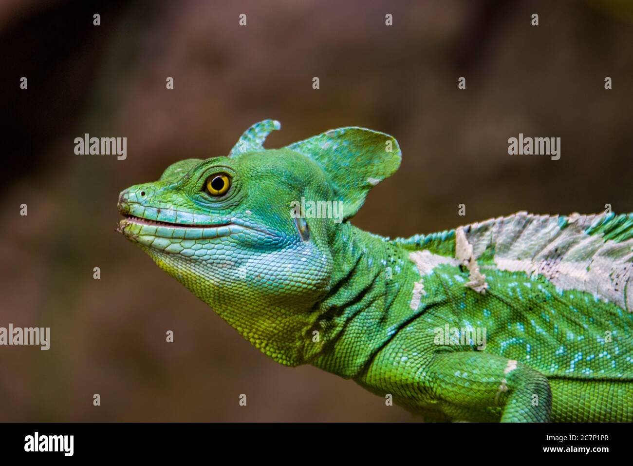 The c'loseup image of double crested basilisk. It is one of the largest ...