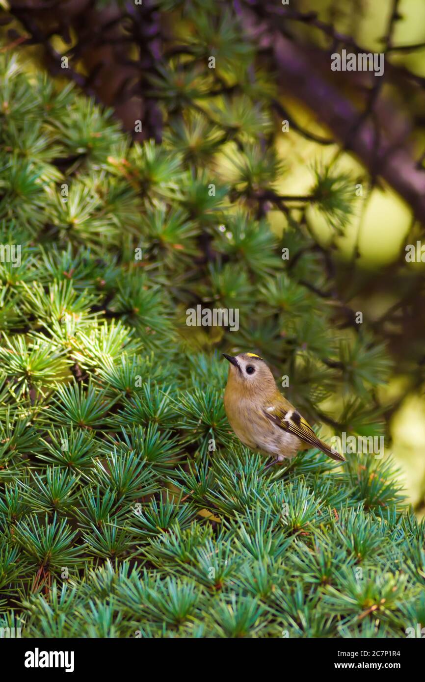 Cute little bird Goldcrest in tree. Natural background. Bird: Goldcrest ...