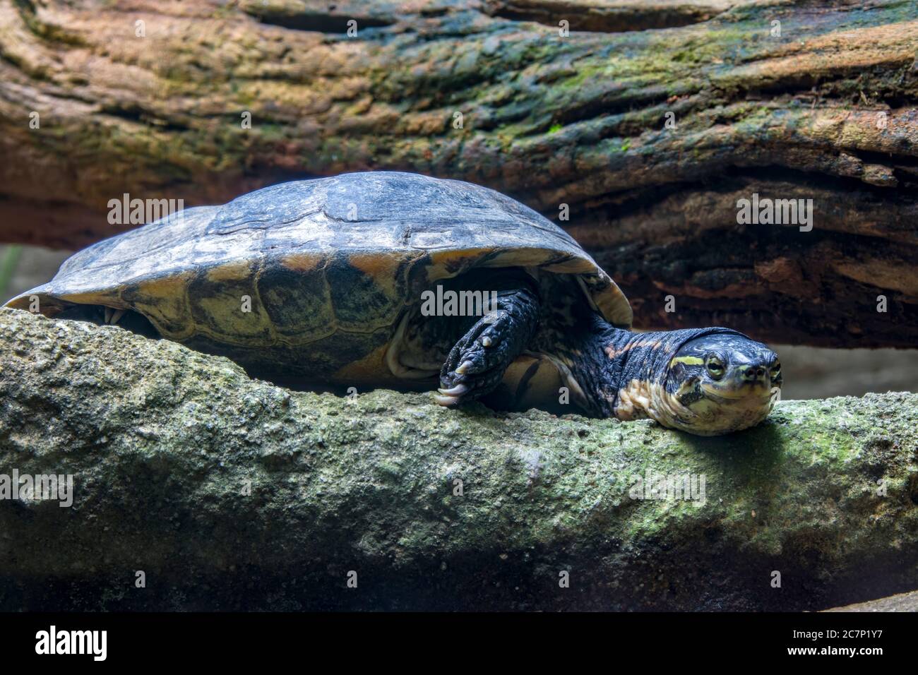 Vietnamese pond turtle (Mauremys annamensis) The head is dark with ...