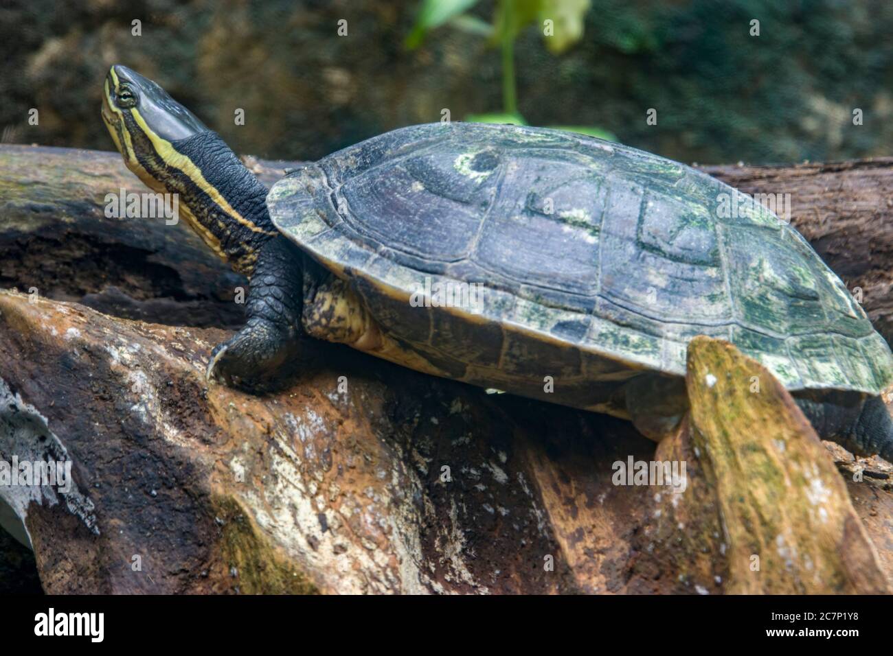 Vietnamese pond turtle (Mauremys annamensis) The head is dark with ...