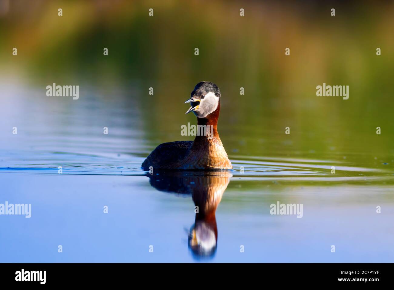 Swimming bird. Bird: Green, blue nature background. Red necked Grebe ...