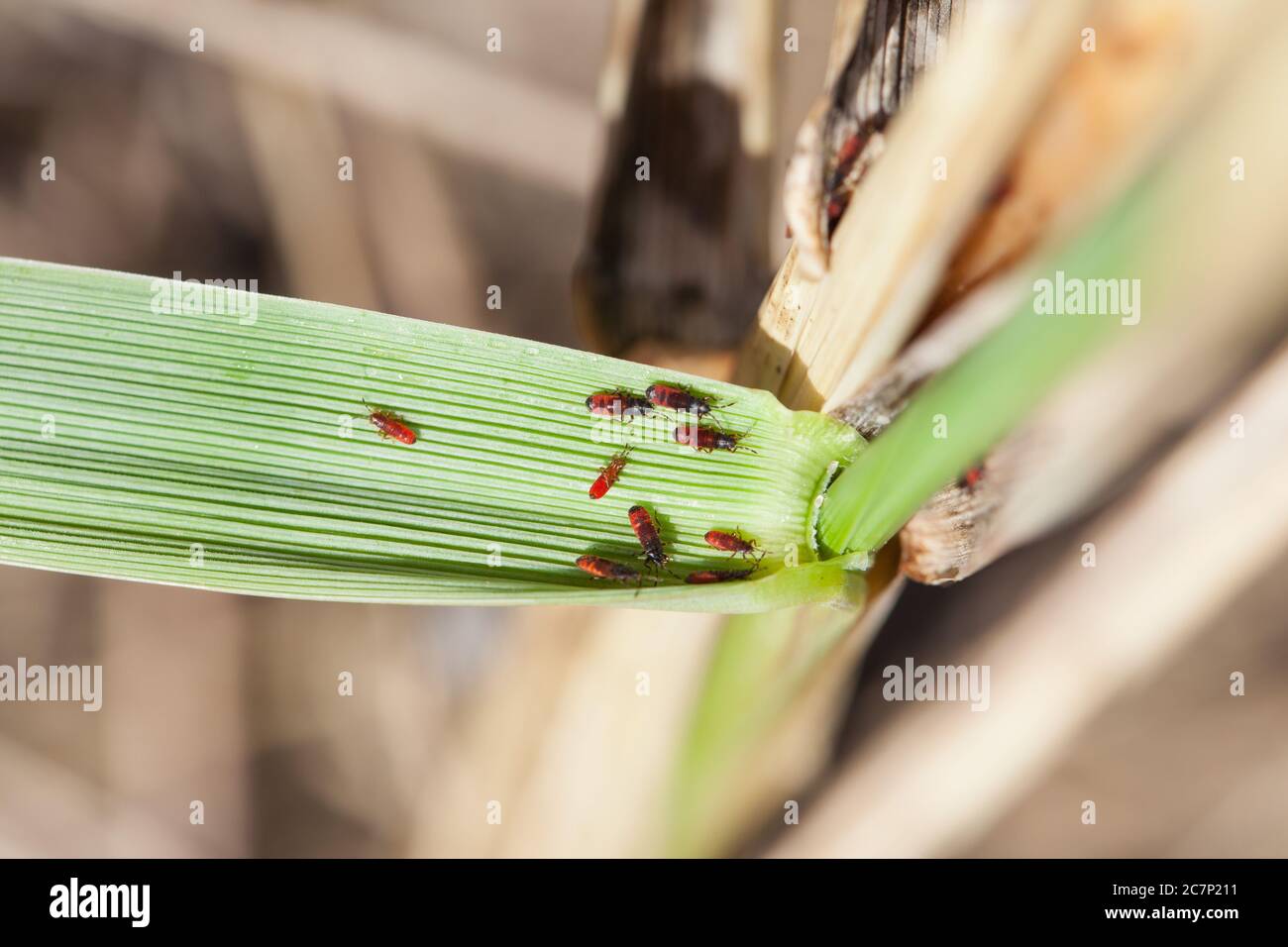 Chinch hi-res stock photography and images - Alamy