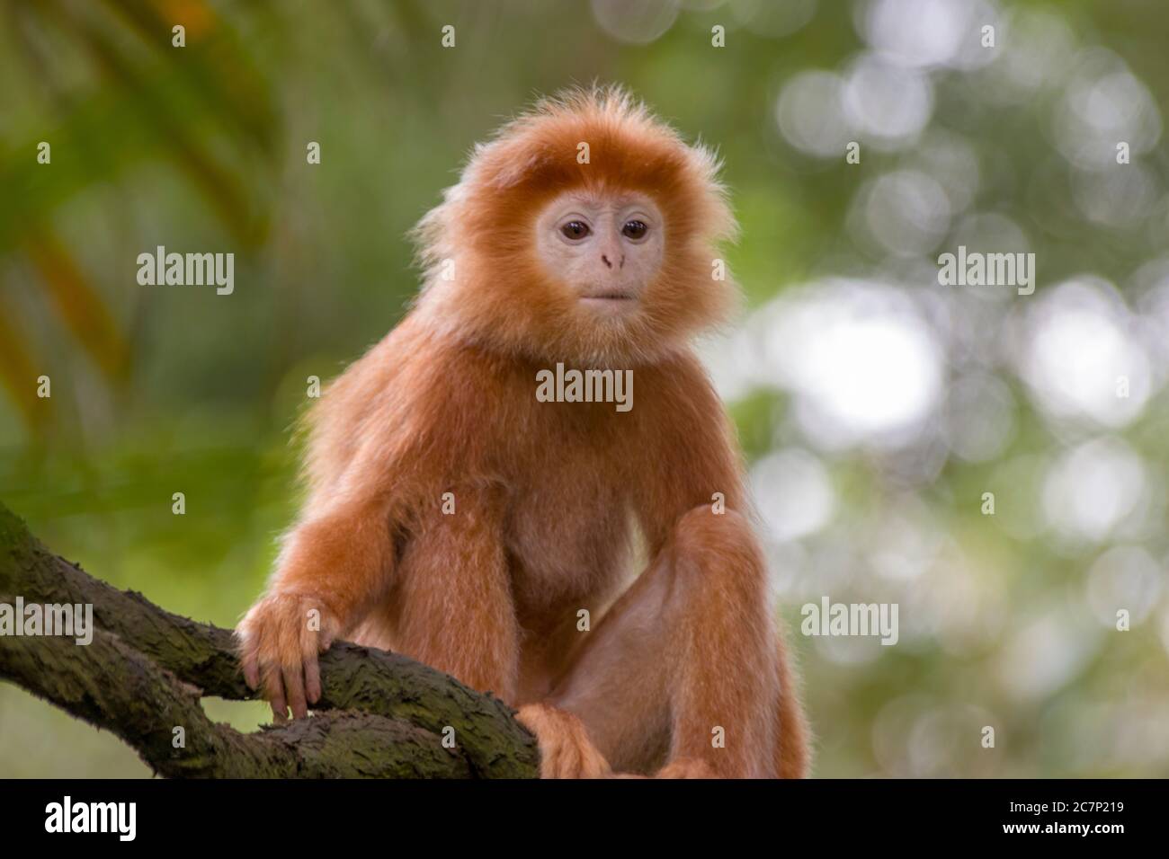 The Javan lutung (Trachypithecus auratus) closeup image, also known as ...
