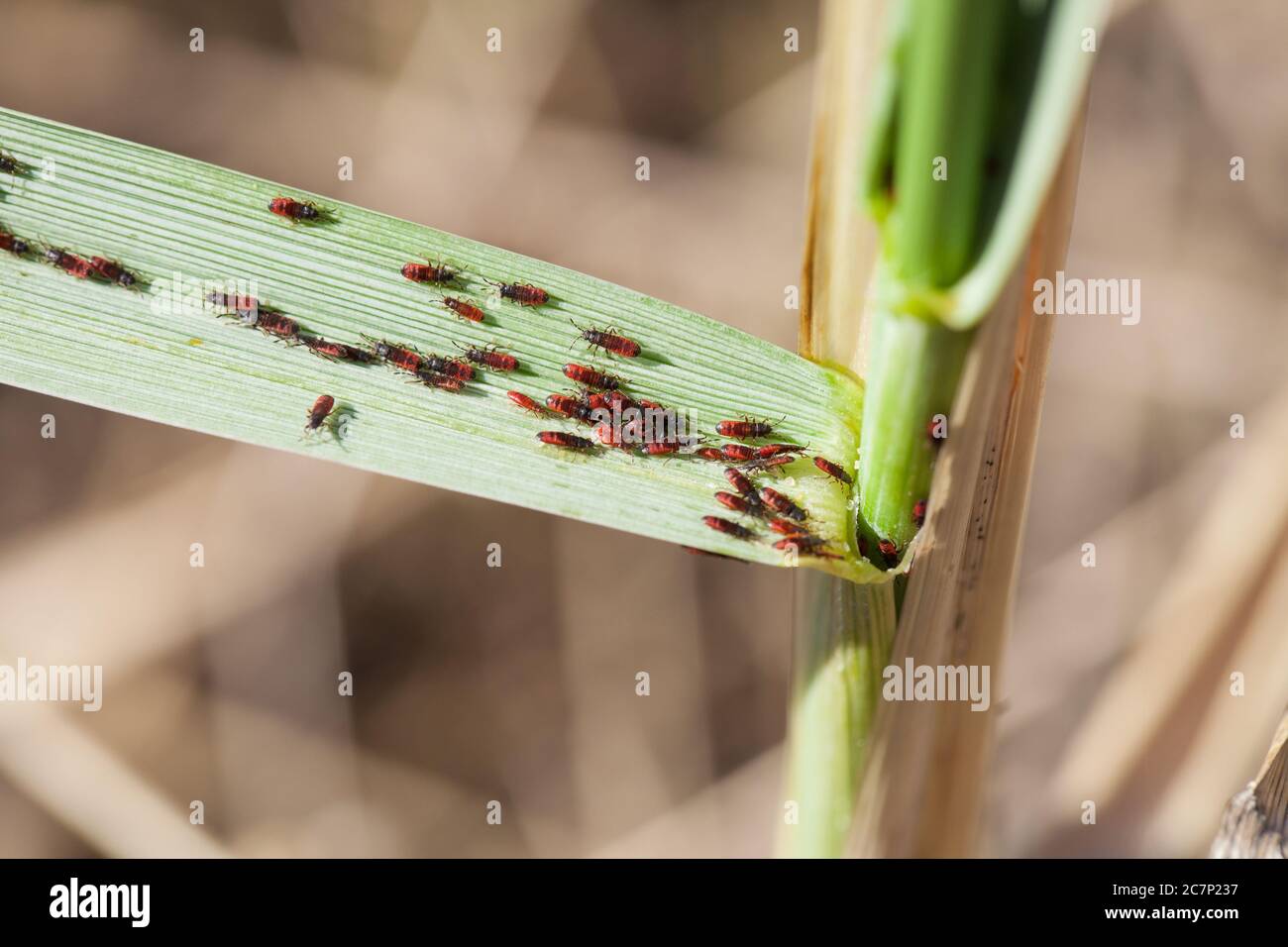 European chinch bug Stock Photo - Alamy