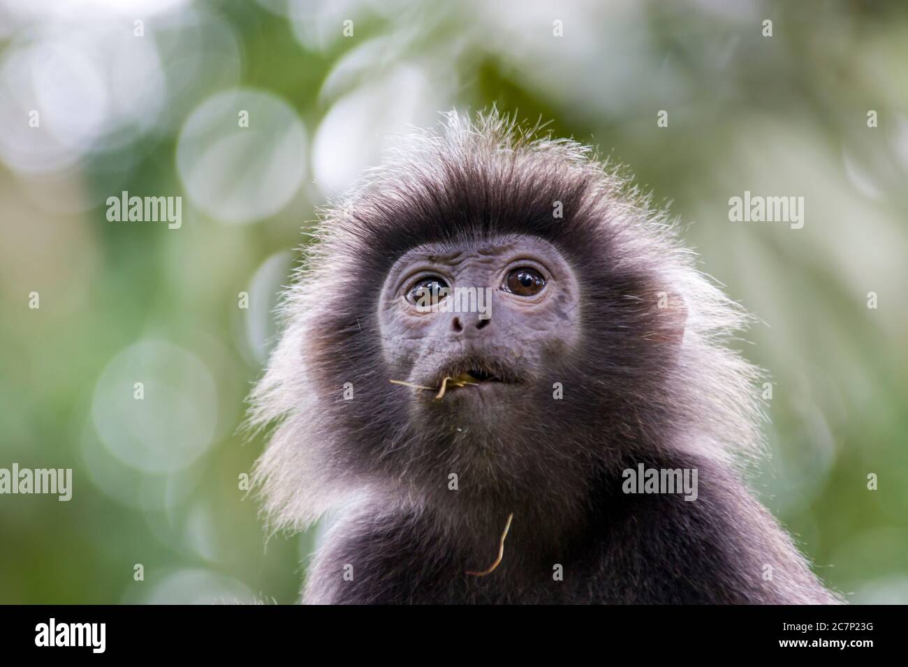 The Javan lutung (Trachypithecus auratus) closeup image, also known as ...