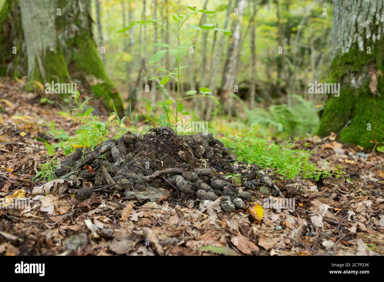Badger droppings hi-res stock photography and images - Alamy