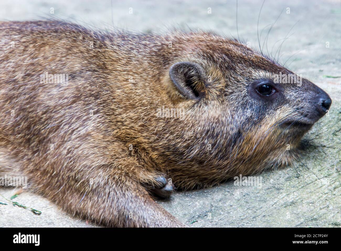 a Rock hyrax stands alone. it is a medium-sized terrestrial mammal ...