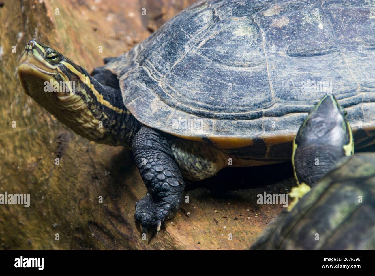 Vietnamese pond turtle (Mauremys annamensis) The head is dark with ...