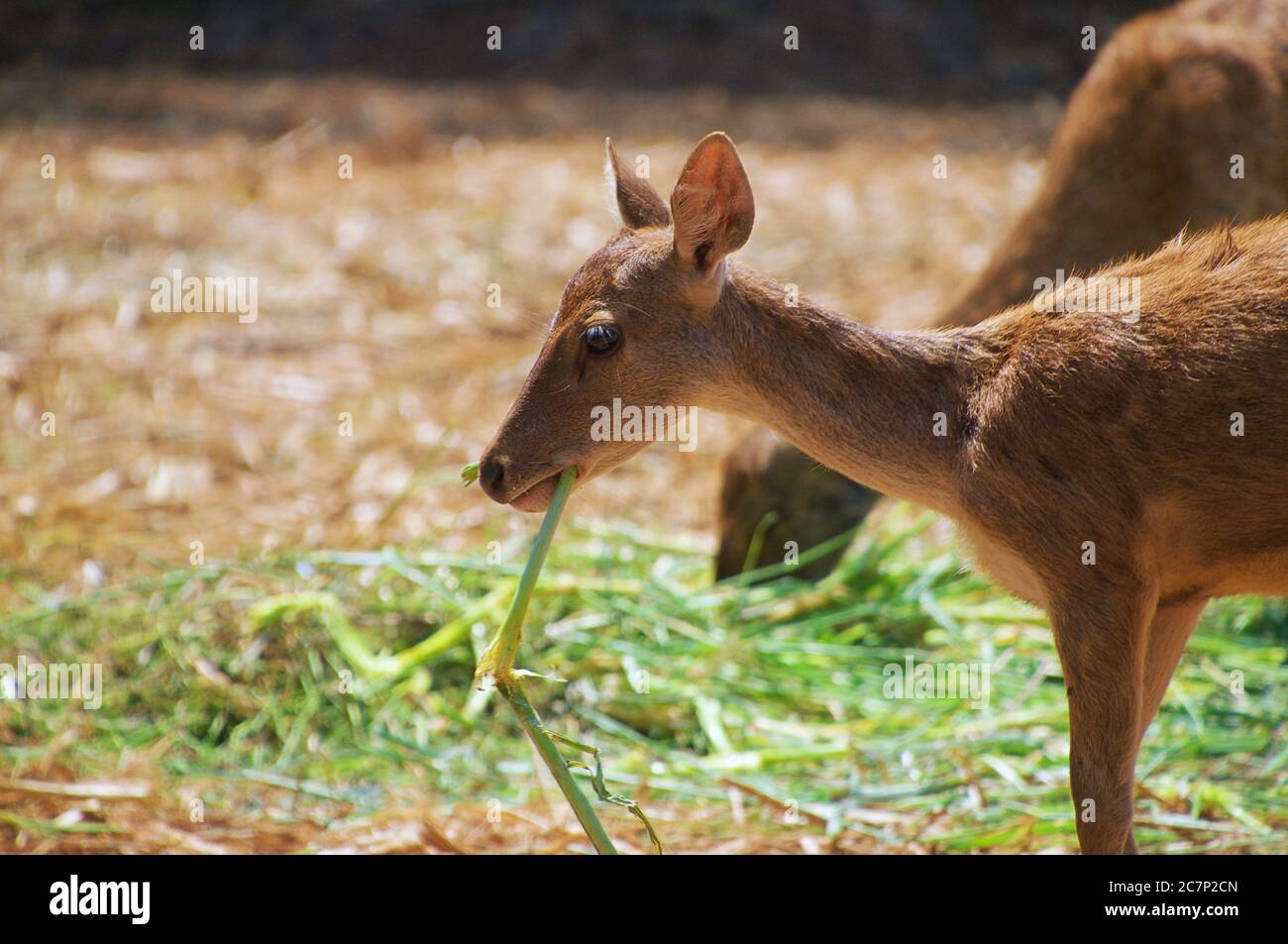 Whitetail doe fawn eating grass hi-res stock photography and images - Alamy